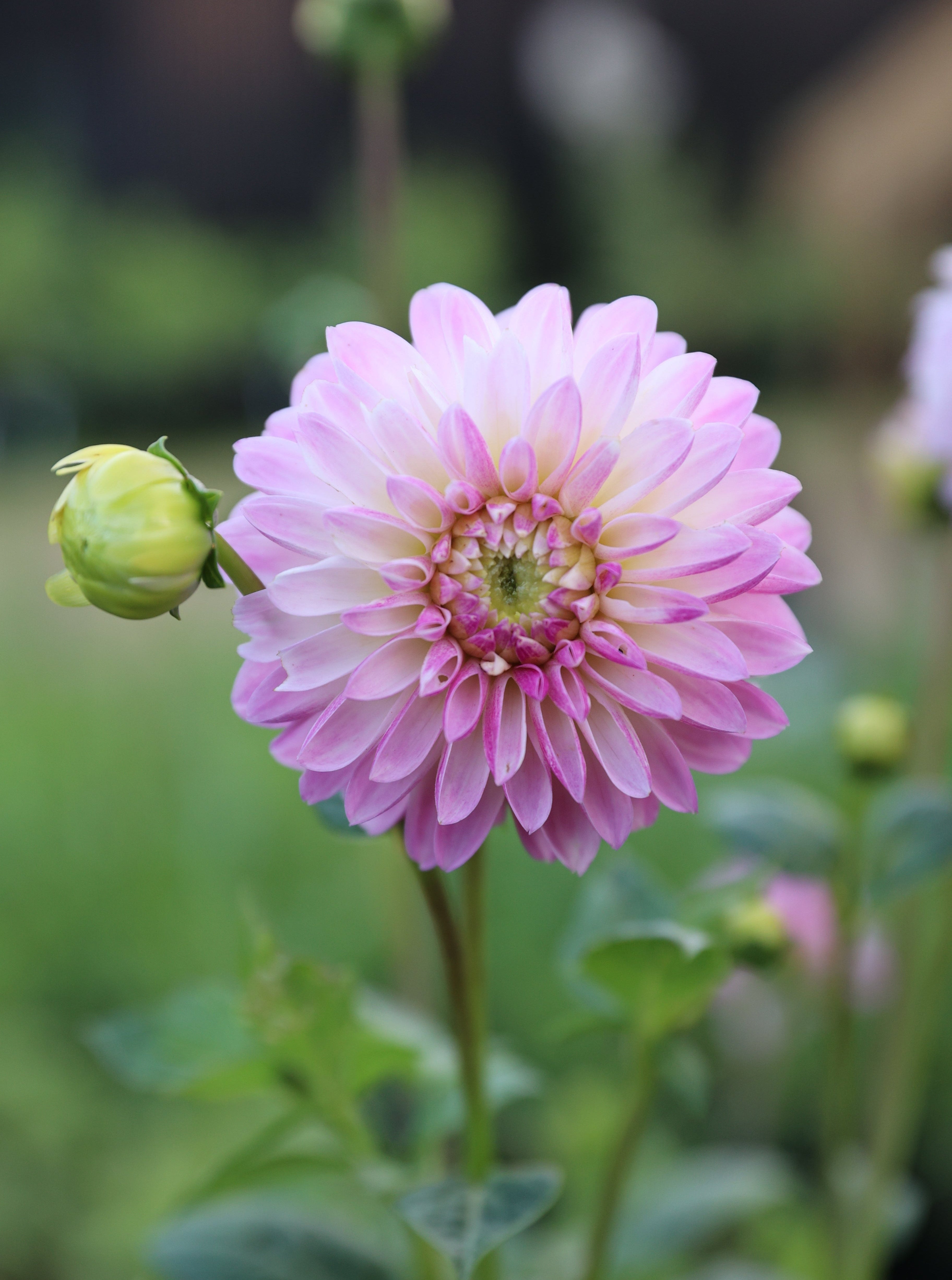 Skeena Snow Glow - Tuber – Two Mountains Garden